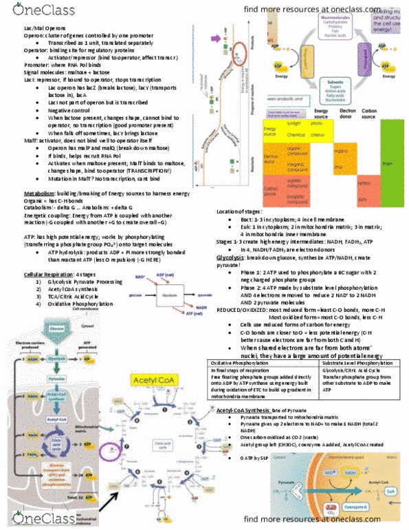 BIOL 112 Study Guide - Summer 2015, Final - Lac Operon, Electron ... BIOL 112 Study Guide - Summer 2015, Final - Lac Operon, Electron ...