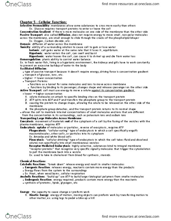 BIOL 205 Study Guide - Fall 2016, Final - Hydrolysis, Ibuprofen, Ribose BIOL 205 Study Guide - Fall 2016, Final - Hydrolysis, Ibuprofen, Ribose