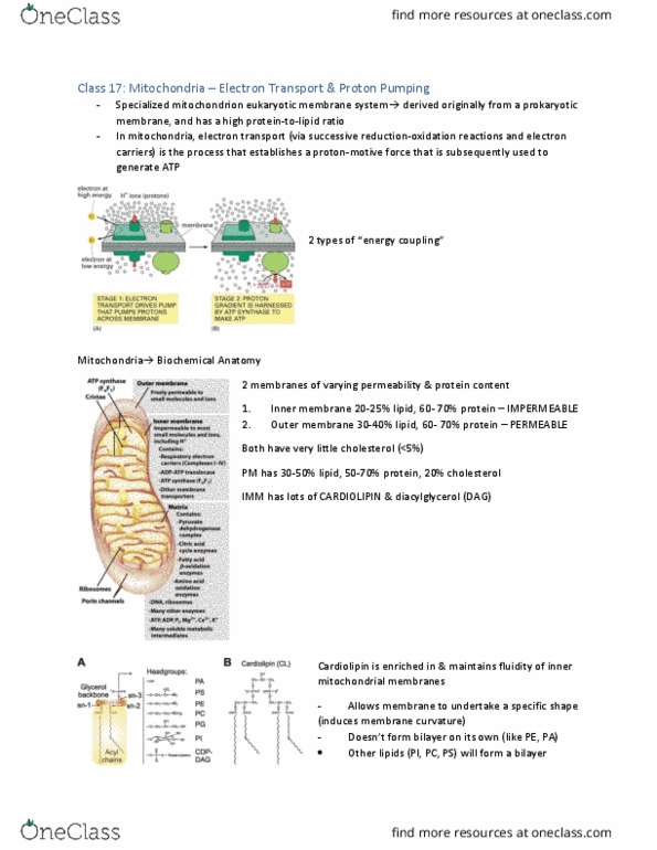 BIOC 4580 Study Guide - Winter 2017, Midterm - Lipid Bilayer ...