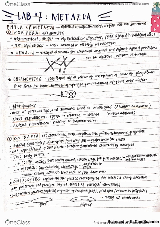 BIS 2C Final: Lab Practical: Lab 7 - OneClass