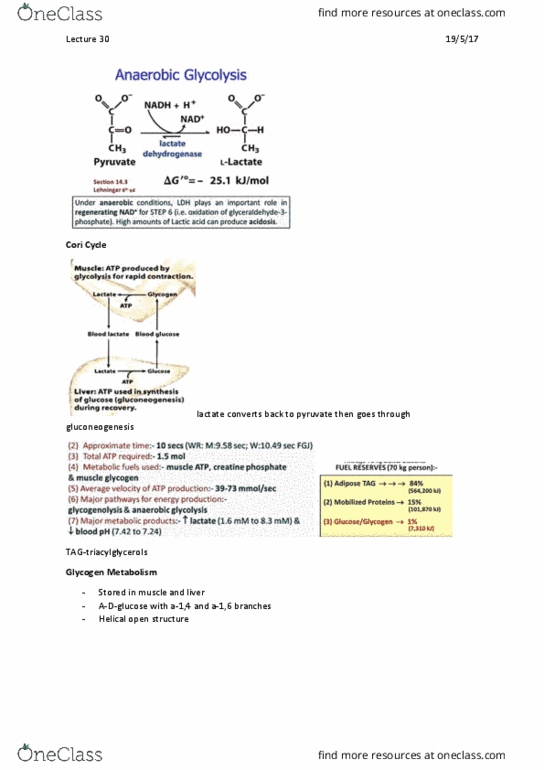 BCMB20002 Lecture Notes - Summer 2017, Lecture 30 - Cori Cycle ... BCMB20002 Lecture Notes - Summer 2017, Lecture 30 - Cori Cycle ...