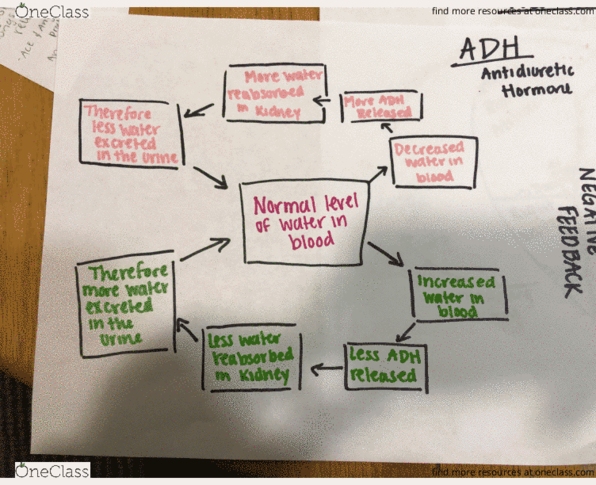 BIO 150 Final: IMG_2142 - OneClass
