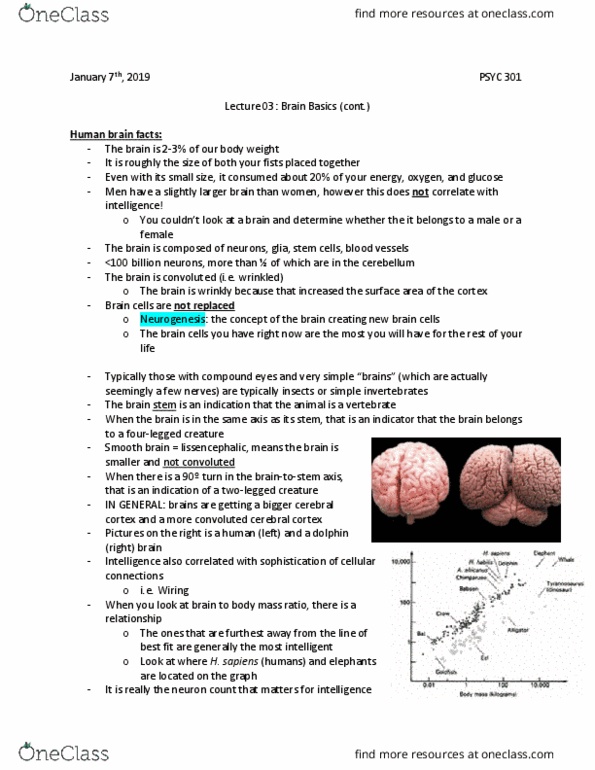 Psyc 301 Lecture Notes Winter 2019 Lecture 3 Brainstem Neurogenesis Human Brain