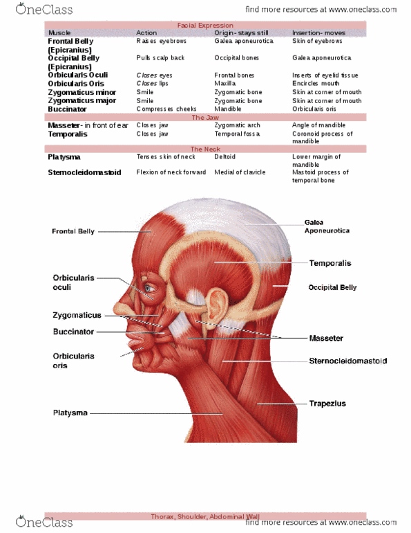 BSCI 201 Study Guide - Fall 2013, - Flexor Carpi Radialis Muscle ...