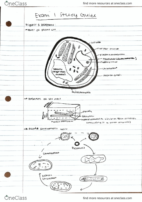 BIO 310 Midterm: BIO 310 Exam 1 Study Guide - OneClass BIO 310 Midterm: BIO 310 Exam 1 Study Guide - OneClass