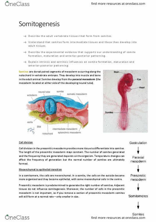 Biochemistry 3381A Study Guide - Fall 2019, Quiz - Somitogenesis ...
