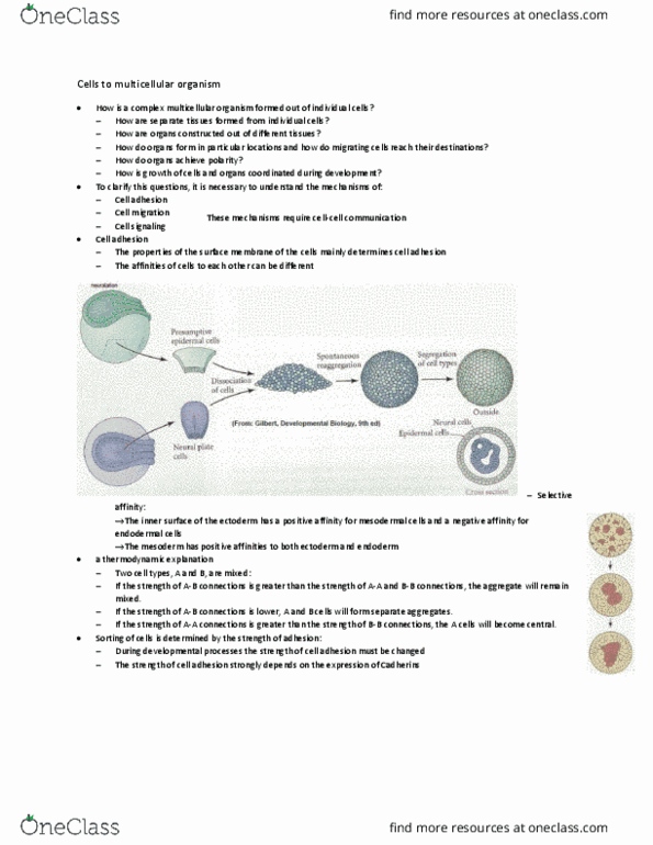 Biochemistry 3381A Study Guide - Fall 2019, Quiz - Multicellular Organism, Cell Adhesion, Cell ...