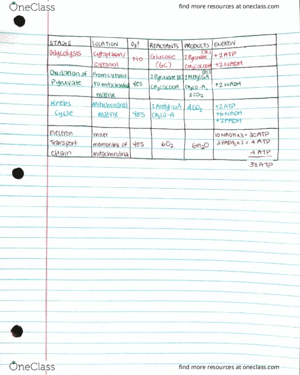 Biol 251 Study Guide Spring 2019 Midterm Cytosol