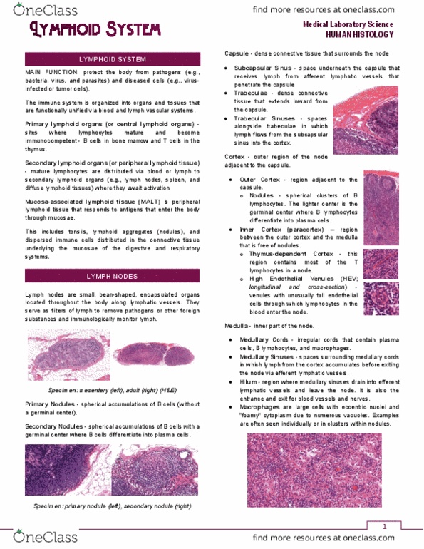 Mls 2b Lecture Notes Spring 2022 Lecture 4 Lymphatic Vessel Lymphatic System Germinal Center