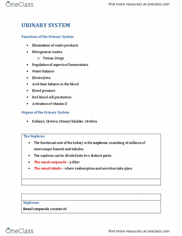 ANAT1053 Study Guide - Winter 2022, final - Renal Corpuscle, Red Blood ...