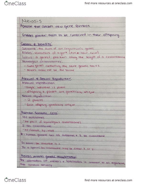 Bio 1400 Lecture Meiosis Oneclass