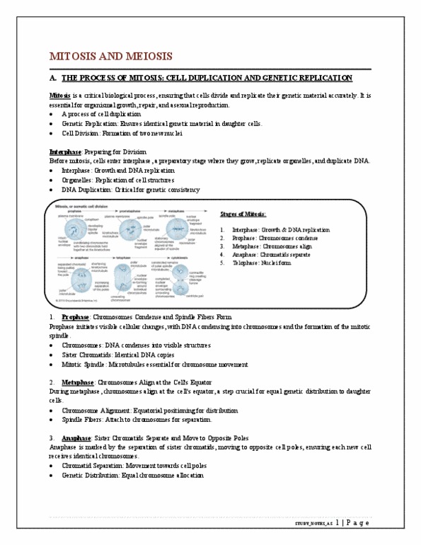 : MITOSIS AND MEIOSIS_STUDY_GUIDE_SUMMARY - OneClass