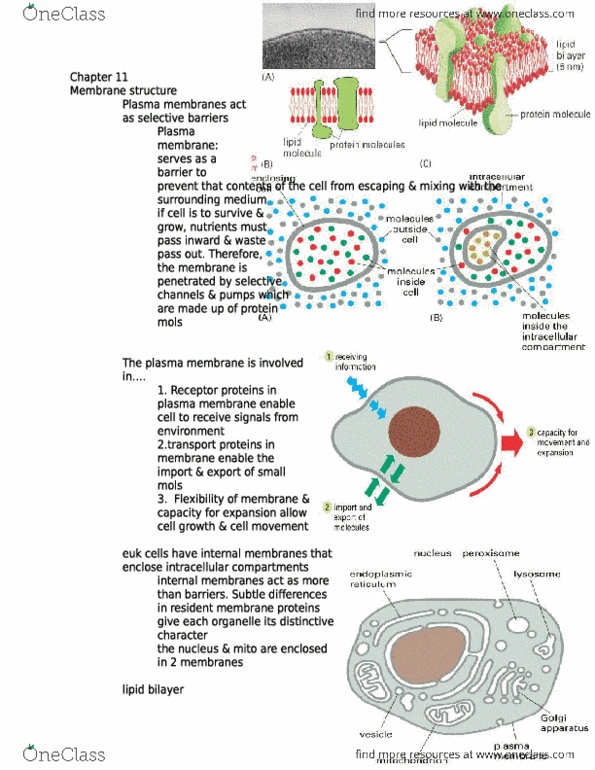BIO_SC 2300 Study Guide - Spring 2013, Midterm - Cell Cortex ...