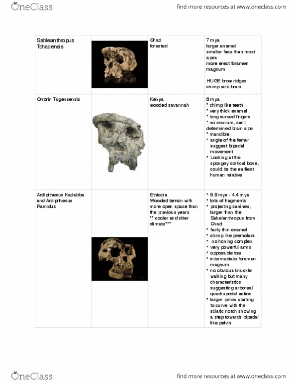 ANTH365 Study Guide - Winter 2015, Midterm - Foramen Magnum, Taung ...