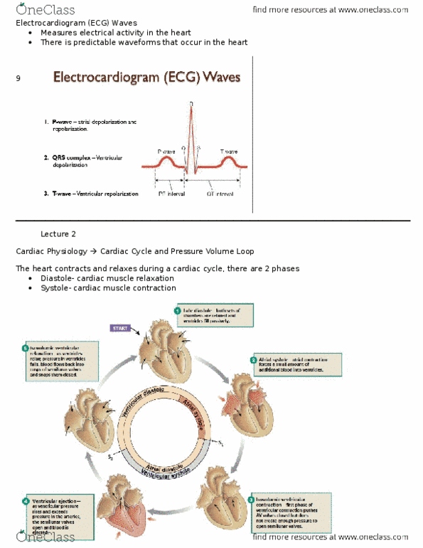 Biol 2p97 Midterm Midterm 2 Review Notes Lecture 2 Oneclass