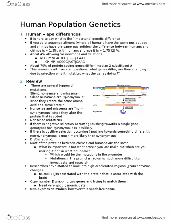 BIOLOGY 1M03 Quiz: Human pop genetics - OneClass