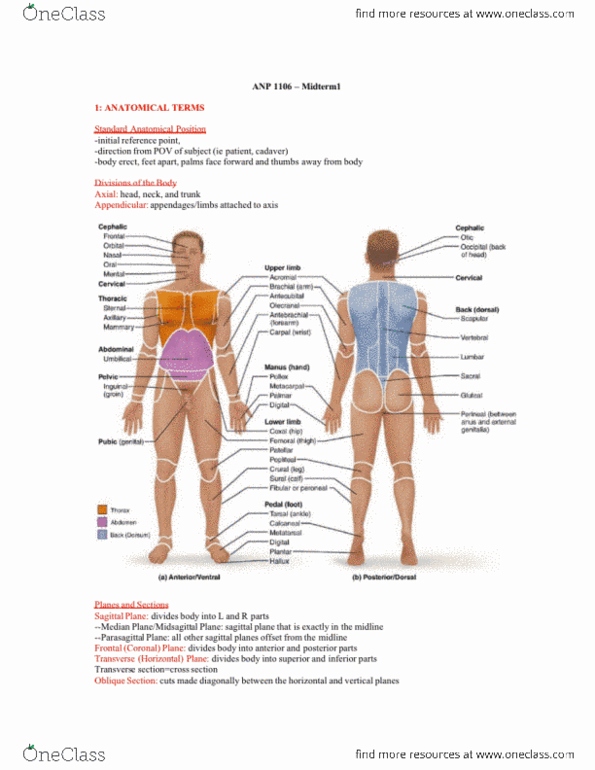 Anp 1106 Midterm Complete Midterm 1 Notes Oneclass